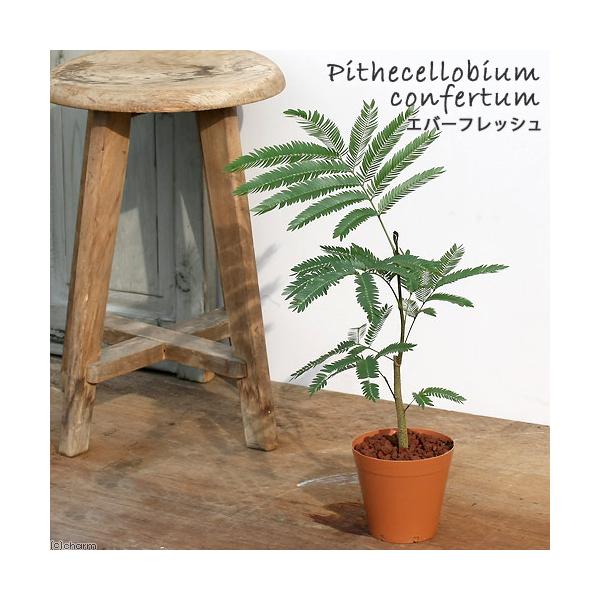 観葉植物　ガーデニング　マメ科　コヨバ属　Cojoba　arborea　var.　angustifolia　アカサヤネムノキ　コヨバアルボレアアングスティフォリア　20130214　ＨＴ　20130610　_gardening　育て方　育成...