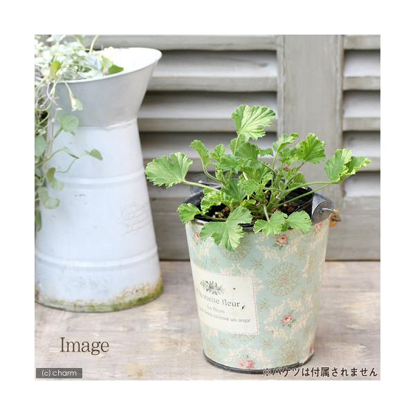 _gardening　観葉植物　ガーデニング　ハーブ　苗　ゼラニウム　herbpot_series　20120623　ＴＳ　育て方　育成方法　栽培方法　herb2022　kaijyo　toukihassouhuka