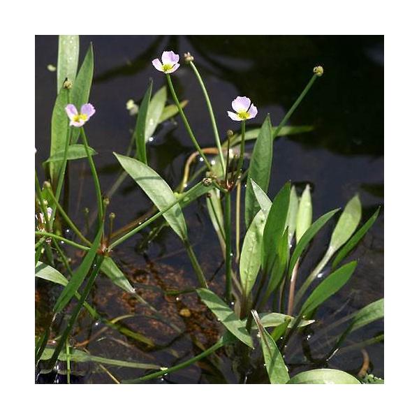 _aqua　_gardening　金魚・メダカ　ビオトープ　鉢　水辺植物　水生植物　オモダカ　ガーデニング　all_plants　20110328　bio_130715　植物　植物生体　ガーデニング生体　育て方　育成方法　栽培方法　039_...