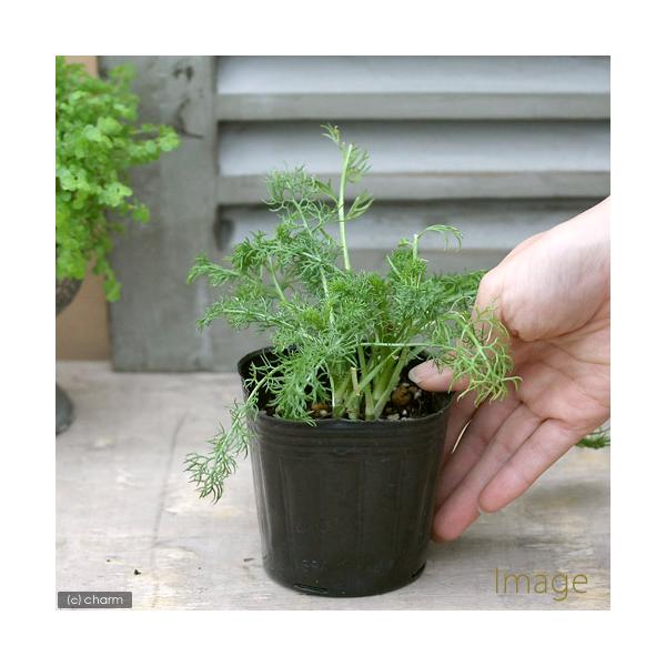 _gardening　ガーデニング　ハーブ　苗　herbpot_series　カモミール　ジャーマン　20120714　ＴＳ　育て方　育成方法　栽培方法　観葉植物　090list　opa2_delete　デザート　料理　クッキングハーブ　調...