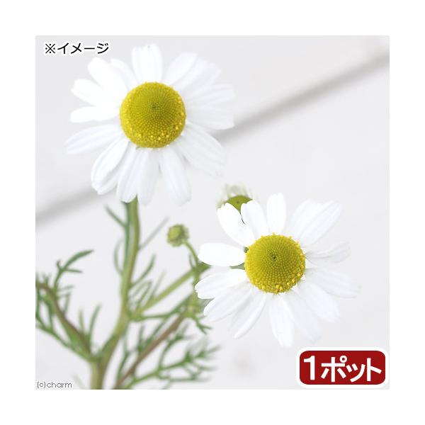 _gardening　ガーデニング　ハーブ　苗　herbpot_series　ローマン　カモミール　カモマイル　20120714　ＴＳ　育て方　育成方法　栽培方法　観葉植物　opa2_delete　ハーブティー　ティーハーブ　ティー　精油　...
