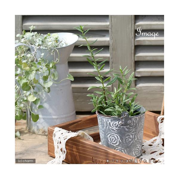 _gardening　ガーデニング　ハーブ　苗　herbpot_series　ヒソップ　20120707　ＴＳ　育て方　育成方法　栽培方法　観葉植物　090list　opa2_delete　herb2022　kaijyo　pus2504le...