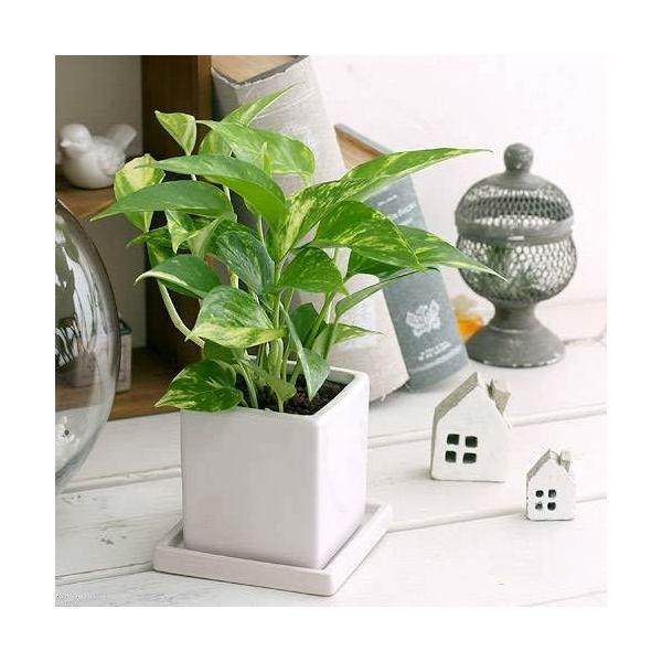 観葉植物　園芸　ガーデニング　ビバリウム　アクアテラリウム　パルダリウム　サトイモ　Pothos　エピプレムヌム　Epipremnum　pinnatum　ダイス陶器鉢植えシリーズ　陶器鉢植えシリーズ　toukibachikannyou_se...