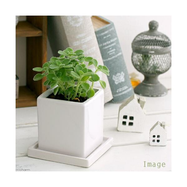 ガーデニング　観葉植物　多肉植物　陶器鉢植えシリーズ　陶器鉢植えシリーズ　アロマティカス　キューバンオレガノ　スープミント　Plectranthus　amboinicus　20120731　ＨＴ　育て方　育成方法　栽培方法　toukibac...