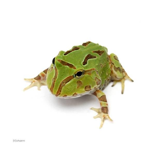 PF_SPQ　sfset　_hachu　Leptodactylidae　カエル　オタマ　両生　両爬生体　亀・爬虫類カエル　amp_Frog　amp_Ceratophrys　amp_Land_Frog　terra_seitai　oienm57...
