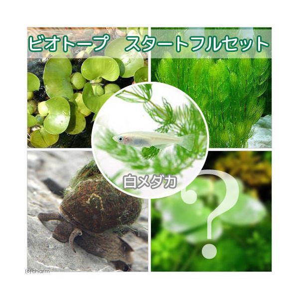 金魚藻　有茎　マ行　金魚飼育用　ＣＯ２なしでも育つ水草　水草　浮き草　all_plants　メダカ水草　wp_kywrd　■マツモ　kin-meda水草　kingyomo_osusume　20150303　ホテイソウ　hime_pond_s...
