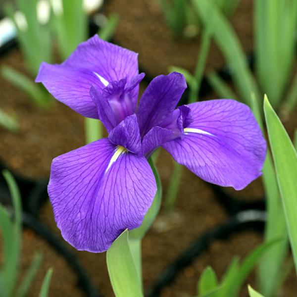 _aqua　_gardening　ビオトープ　水辺植物　水生植物　ayame　ガーデニング　その他水辺植物　all_plants　育て方　育成方法　栽培方法　039_list　kaijyo　opa2_delete　iris_laevigat...