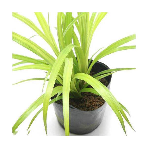 金魚・メダカ　ビオトープ　ウォーターガーデン　水辺植物　水生植物　オーナメンタルグラス　線形状　ガーデニング　その他水辺植物　all_plants　bio_130715　_kingyo　_fish　_aqua　_gardening　育て方　...