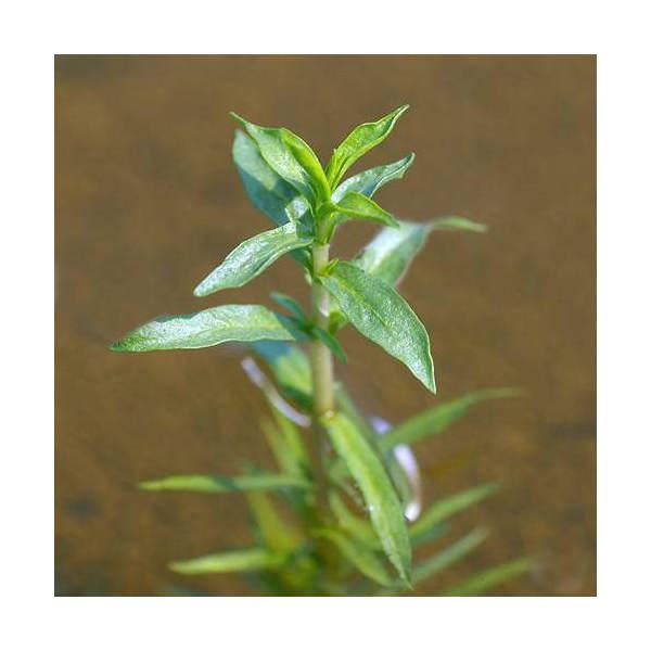 _aqua　_gardening　金魚・メダカ　水辺植物　水生植物　ミント　ハーブ　枝もの　有茎種　ガーデニング　水辺植物all_plants　20110420　bio_130715　植物　植物生体　ガーデニング生体　育て方　育成方法　栽培...