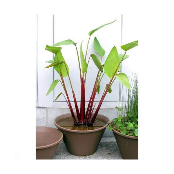 ビオトープ　水辺植物　水生植物　カンナ　水カンナ　タリア　花もの　ガーデニング　その他水辺植物　all_plants　bio0427ビオトープ　038_list　kaijyo　育て方　育成方法　栽培方法　湿生植物　ミズカンナ　opa2_de...