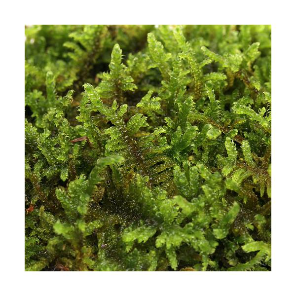 paludariumplants　パルダリウム　テラリウム　コケシリーズ　aquaterrarium　ガーデニング　観葉植物　苔　all_plants　両爬向き植物　盆栽　ビバリウム　アクアテラリウム　這い苔　這苔　ハイゴケ科ハイゴケ属　H...