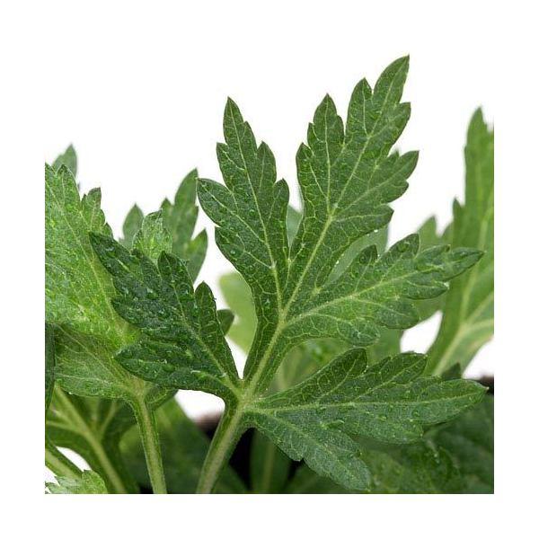 観葉植物　_gardening　ガーデニング　山野草　ヨモギ　エモギ　サシモグサ　サセモグサ　カズサヨモギ　蓬　Ａｒｔｅｍｉｓｉａ　ｐｒｉｎｃｅｐｓ　20141107　ＨＩＮ植物　植物生体　ガーデニング生体　育て方　育成方法　栽培方法　op...
