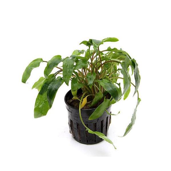 熱帯魚　_aqua　水草　wp_kywrd　normal-pteropus　v9Wy_PhqSrC　ウェンティー　グリーン　ウェンティーグリーン　wptop2_190724　陰性水草　低光量　greenplants　toppatumizuk...