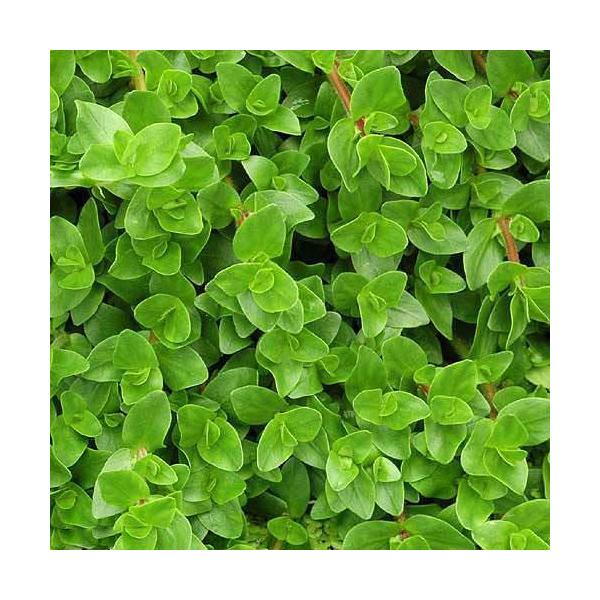 PF_SPQ　熱帯魚　_aqua　Bacopa　水草　前景草　横に広がる　all_plants　水上葉_前景草　水上葉_バコパ　wp_kywrd　wptop2_190220　mizks1013event　mizksrk1013event　m...