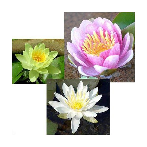 スイレン　睡蓮　栽培　育て方　ビオトープ　ヒメスイレン　複数色スイレンセット　ガーデニング　水辺植物　セット／ポット植え　温帯性　all_plants　各色スイレン　植物　植物生体　ガーデニング生体　育成方法　栽培方法　p5mizbrk23...
