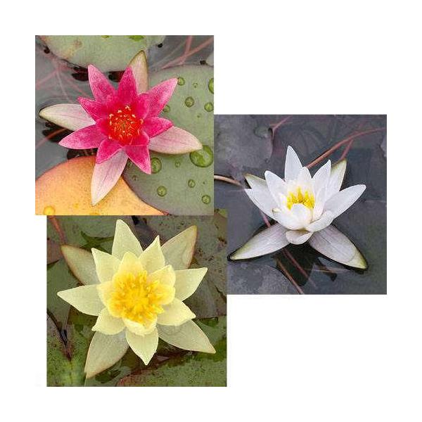 _gardening　スイレン　睡蓮　栽培　育て方　ビオトープ　ヒメスイレン　スイレンまつり　複数色スイレンセット　ガーデニング　水辺植物　姫スイレン　姫スイレン_red　姫スイレン_yellow　姫スイレン_white　植物　植物生体　ガ...