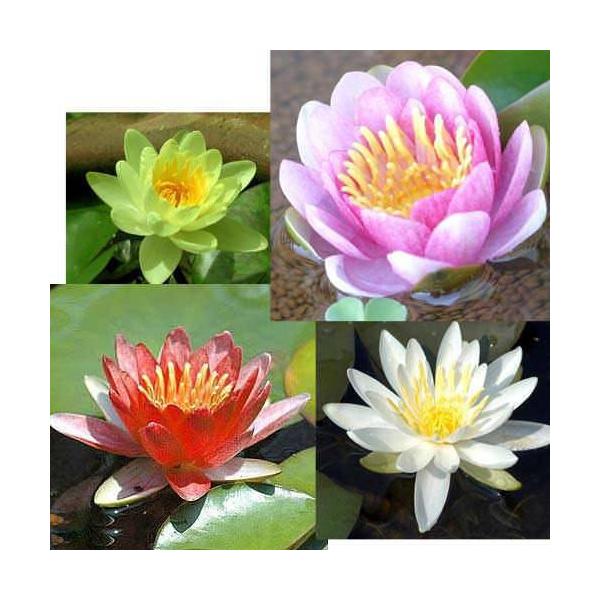 スイレン　睡蓮　栽培　育て方　ビオトープ　ヒメスイレン　複数色スイレンセット　ガーデニング　水辺植物　セット／ポット植え　温帯性　各色スイレン　bio_fall　植物　植物生体　ガーデニング生体　育成方法　栽培方法　p5mizbrk2305...
