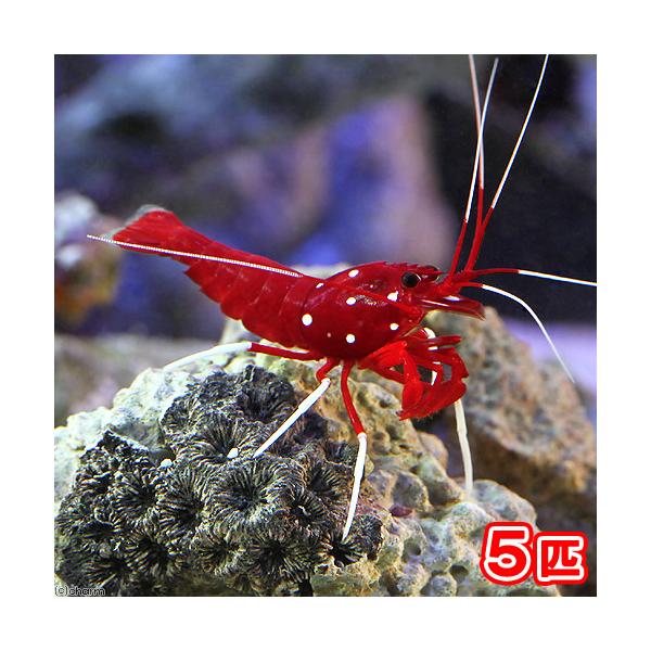 _aqua　sfset　◎　kaisui73　p_disease　海水　海水生体　エビ・カニ他　m_shrimp　ホワイトソックス　Ｌｙｓｍａｔａ　ｄｅｂｅｌｉｕｓ　white_top_bur　ＨＩＮ　20140416　debelius04...