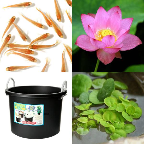 ビオトープ　睡蓮　スイレン　ハス　鉢　ガーデニング　水辺植物　ハスと鉢のセット　陶鉢　セット　ＴＳhasu　はじめてのハス栽培セット　set_hasu_sokuhi　set_wmedaka　startset_hasu_medaka　star...