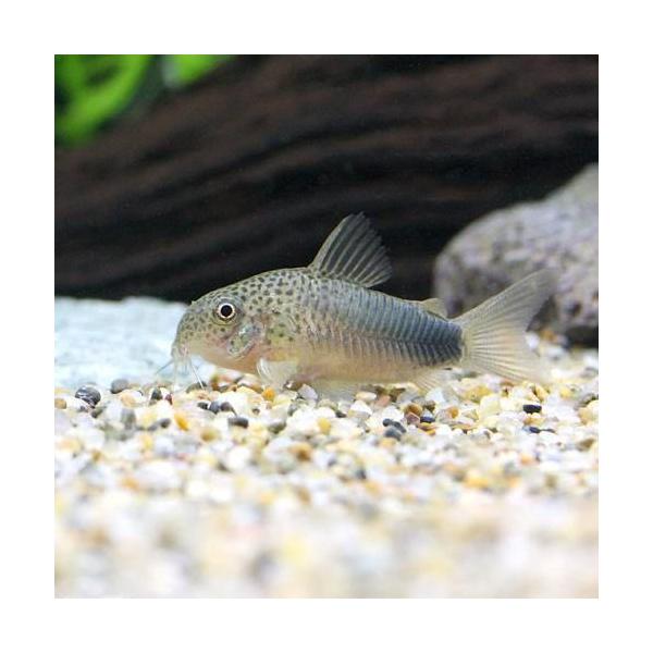 熱帯魚・エビ他　コリドラス　ショートノーズ　コリドラス・シミリス　３匹　Ｈｏｐｌｉｓｏｍａ　ｓｉｍｉｌｅ　Ｃｏｒｙｄｏｒａｓ　ｓｉｍｉｌｉｓ　コリドラスバイオレット　コリドラスヴァイオレット　お得な３匹セット　corydoras_roach...
