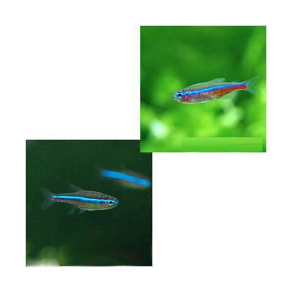 sfset　_aqua　熱帯魚・エビ他　カラシン（テトラ等）　南米産（小型種）　カージナル・ネオン系　グリーン・ネオン　５０匹　cool　Ｐａｒａｃｈｅｉｒｏｄｏｎ　ｓｉｍｕｌａｎｓ　ロングラインネオン　グリーンネオン　coolfish_n...