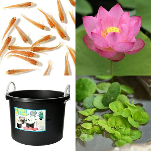 sfset　_gardening　_aqua　ビオトープ　睡蓮　スイレン　ハス　鉢　ガーデニング　水辺植物　ハスと鉢のセット　はじめてのハス栽培セット　set_wmedaka　startset_hasu_medaka　メダカ付　201206...