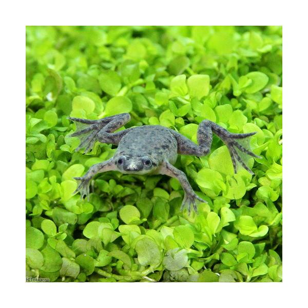 PF_SPQ　カエル　生体　_kame　_aqua　亀・爬虫類　航空便不可　ヒメツメガエル　３匹　Leptocactylidae　両生　amp_Frog　terra_seitai　両爬　20110603　ＭＫ　kgjew19　kokuubi...