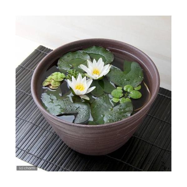mashikohimeset　_gardening　スイレン　睡蓮　栽培　育て方　睡蓮鉢フルセット　ビオトープ　鉢　ガーデニング　水辺植物　スイレンと鉢のセット　姫スイレン　益子睡蓮セット　益子睡蓮セット姫スイレン　sai_rakuaka　...