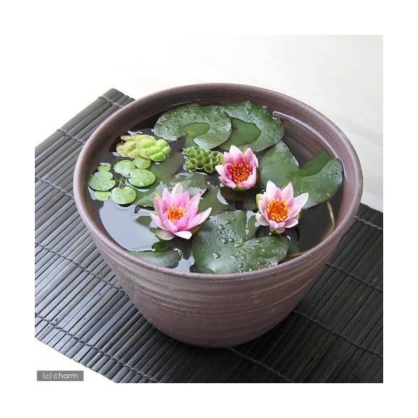 mashikohimeset　_gardening　スイレン　睡蓮　栽培　育て方　睡蓮鉢フルセット　ビオトープ　鉢　ガーデニング　水辺植物　スイレンと鉢のセット　姫スイレン　益子睡蓮セット　益子睡蓮セット姫スイレン　sai_rakuaka　...