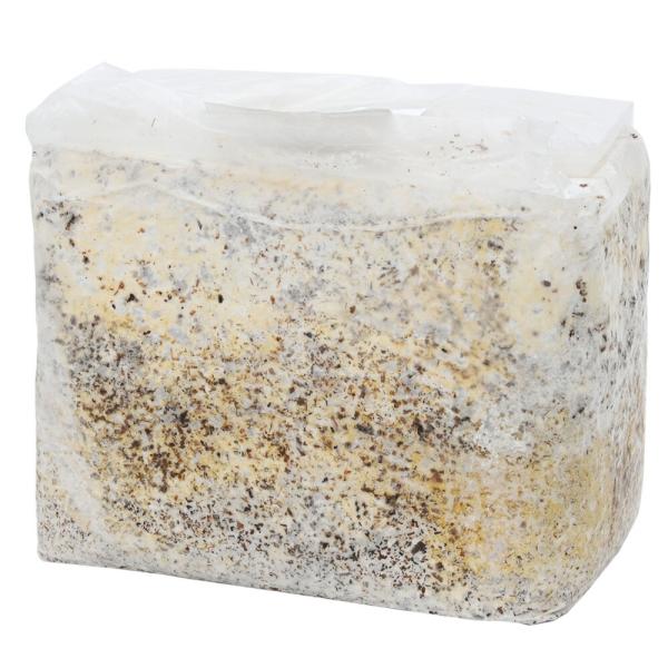 メーカー：微創研 菌糸ブロック　coollogist　夏季クール対応　昆虫用品　kuwagatayotyuugood　飼育用品　クワガタ　菌糸ビン　びそうけん　オオクワ　オオヒラタケ　ヒラタ　instop_kinshi　幼虫　餌　2107b...