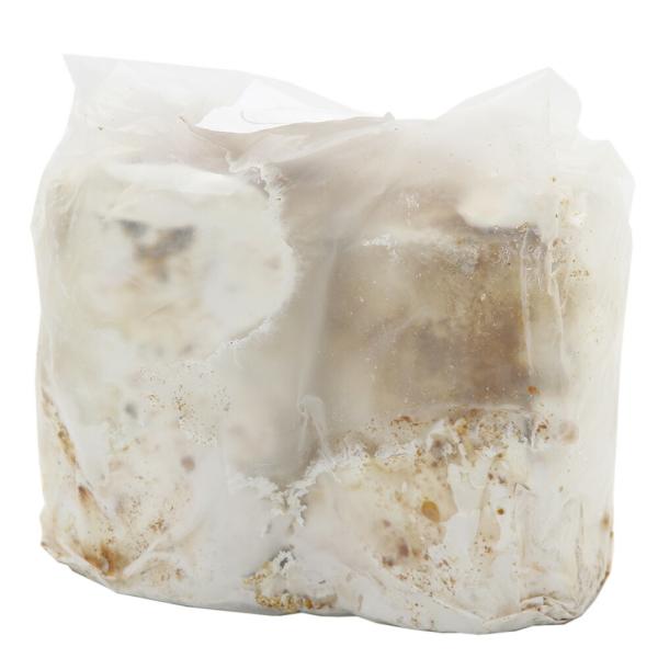 メーカー：微創研 coollogist　夏季クール対応　昆虫用品　kuwagatayotyuugood　飼育用品　クワガタ　びそうけん　産卵木　植菌材　産卵セット　産卵　タランドゥス　レギウス　オウゴンオニ　ババ　モセリ　霊芝　instop...