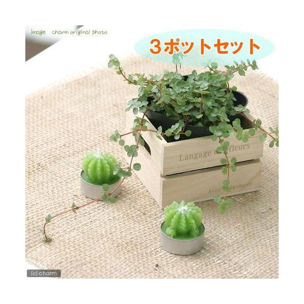 観葉植物　ガーデニング　ビバリウム　アクアテラリウム　パルダリウム　両爬向き植物　イラクサ科　Pilea　'Glauca　Greizy'　グレイシー　グレージー　20110920　biedl58　３号　育て方　育成方法　栽培方法　touki...