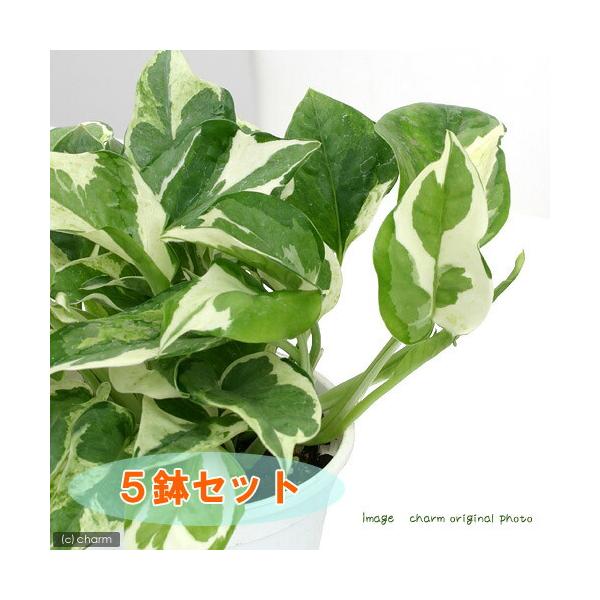 paludariumplants　emporio　all_plants　観葉植物　園芸　ガーデニング　ビバリウム　アクアテラリウム　パルダリウム　サトイモ　Pothos　エピプレムヌム　Epipremnum　pinnatum　'N'Joy'...