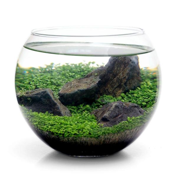 本格派ボトルアクアの基礎　rknd　2250002337071　20190915　ＧＢＮＭ　ガーデニング　小型水槽　小型　ハイグロフィラ　レイアウト　セット　絨毯　草原　ビオトープ　水辺植物　グラスアクア　インテリア・雑貨　インテリア　アク...