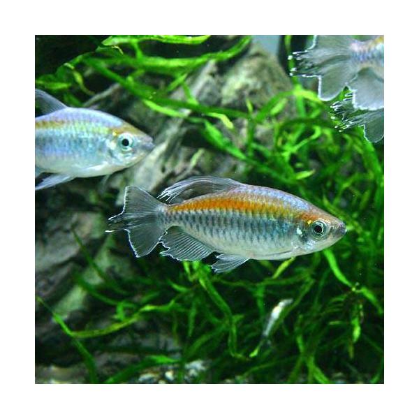 熱帯魚・エビ他　カラシン　テトラ等　アフリカ産　コンゴ・テトラ　Mサイズ　オス　3匹　お得な3匹セット　セット2008　淡水　Phenacogrammus　interruptus　jp1109　tclllkkkkfoiu　nvsdfji5　...