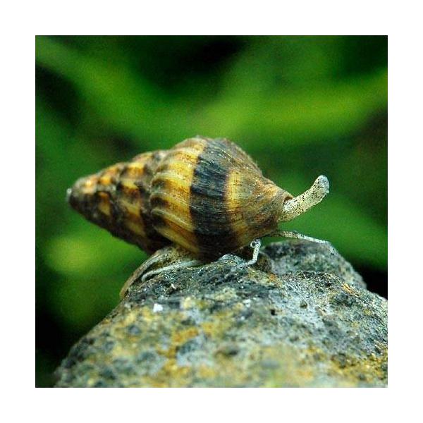 _aqua　熱帯魚・エビ他　貝キラー・スネール　５匹　アサシンスネール　淡水エゾバイ　Ｃｌｅａ　Ａｎｅｎｔｏｍｅ　ｈｅｌｅｎａ　スネールキラースネール　kaijyo　ebi980kinnitu　movie_1277433　22IldZot　...