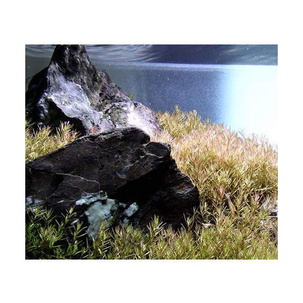 Rotala_Wayanad　熱帯魚　Ｒｏｔａｌａ　ｓｐ．”Ｗａｙａｎａｄ”　水草　前景草　レイアウトセット　水草セット　風山石　３０ｃｍ水槽用水草セット　草原的水景セット　水上葉　ロタラワイナード　水上葉_ロタラ　ロタラｓｐ．ワイナードは...