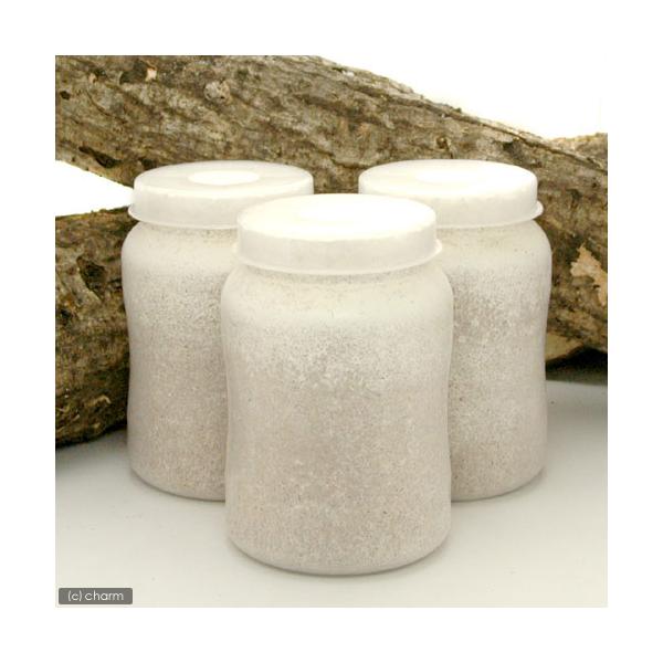 メーカー：(株)リーフ Leaf Corp coollogist　夏季クール対応　菌糸ビン　ＸＬ−ＰＯＴ　ヒラタケ　８００ｃｃ　５本　ヒラタ　オオクワ　ギラファ　アンテ　ニジイロ　昆虫用品　kuwagatayotyuugood　飼育用品　カ...