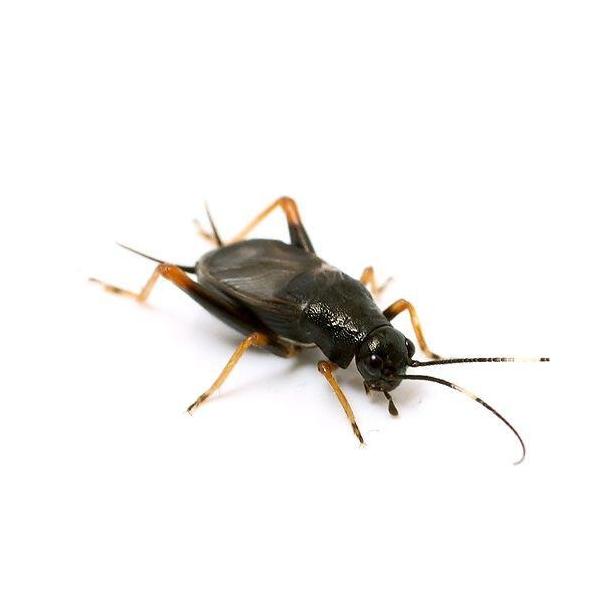 _insect　insect_database　昆虫　生体　成虫　販売　飼い方　飼育　クマスズムシ　熊鈴虫　Sclerogryllus　ｐｕｎｃｔａｔｕｓ　▲鳴き虫　直翅目　バッタ　鳴く虫　20140830　ＧＩ　restock　konge...