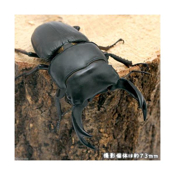 PF_SPQ　▲クワガタ　カブト・クワガタ・用品　カブトムシ・クワガタ　国産カブト・クワガタ　国産オオクワガタ　国産オオクワガタペア　aichi_ookuwa　Dorcus hopei binodulosus