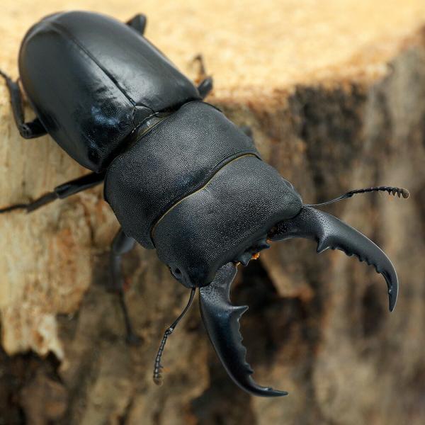 PF_SPQ　昆虫　クワガタ　本土産　本土ヒラタ　国産ヒラタ　Dorcus titanus pilifer　ヒラタ　ヒラタクワガタ　bugjuly　y15m11　imabarihirata　seitaieventsm202512　seita...