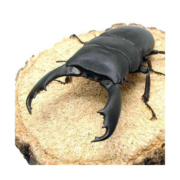 PF_SPQ　クワガタ　外国産ヒラタクワガタ　カブトムシ・クワガタ　外国産クワガタ　成虫　昆虫　セレベスヒラタクワガタ“スラウェシ産”　ＷＤ　スラウェシヒラタクワガタ　igvf898u昆虫　kaijyo　nesia_insect　fesni...