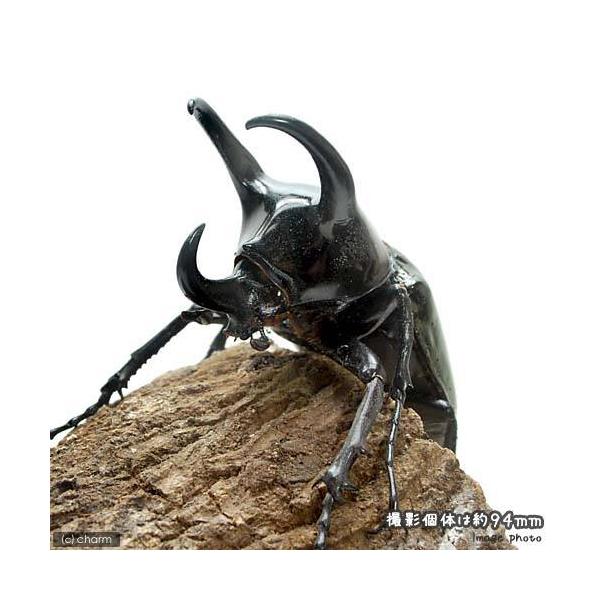 PF_SPQ　nesia_insect　▲カブト　カルコソマ　カブト・クワガタ・用品　カブトムシ・クワガタ