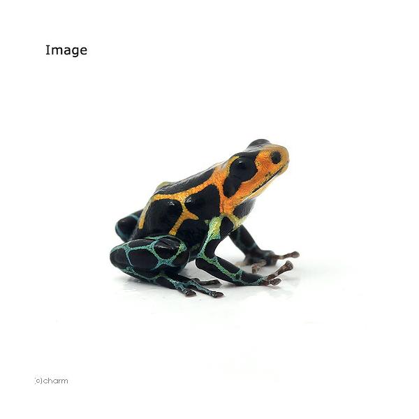 PF_SPQ　_hachu　sfset　Dendrobatidae　Ranitomeya　カエル　オタマ　両生　両爬生体　亀・爬虫類カエル　amp_Frog　amp_Land_Frog　terra_seitai　kokuubinn_ng　r...