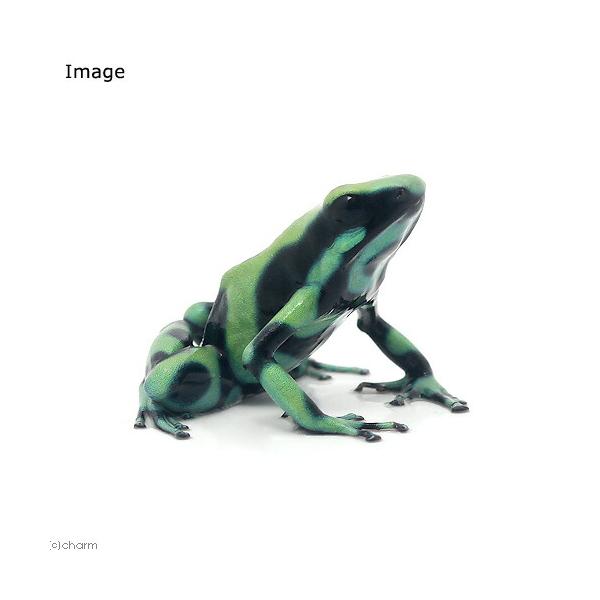 PF_SPQ　カエル　生体　_hachu　sfset　Dendrobatidae　オタマ　両生　両爬生体　亀・爬虫類カエル　amp_Frog　amp_Land_Frog　terra_seitai　kokuubinn_ng　frog_ydk　...
