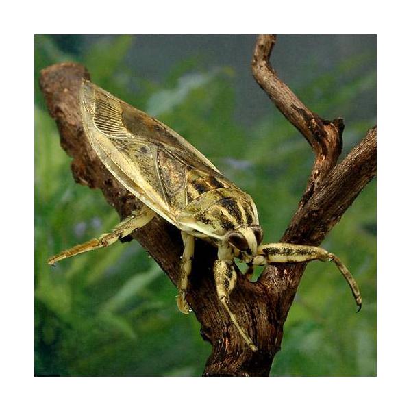 PF_SPQ　昆虫　水生昆虫・その他生体　タイワンタガメ　１匹　カブト・クワガタ・用品　水生・その他生体　熱帯魚・エビ他　ザリガニ・その他生体　Ｌｅｔｈｏｃｅｒｕｓ　ｉｎｄｉｃｕｓ　obon0811　メンダー　hbmdj19 kaijyo　...