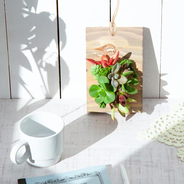 メーカー：用品+生体植物セット workshop　ワークショップキット　wstaikenkit　ガーデニング　観葉植物　グラスアクア　インテリア・雑貨　グリーン　説明書付　タブロー　多肉　多肉植物　ワークショップ　体験　おうち　お家　202...
