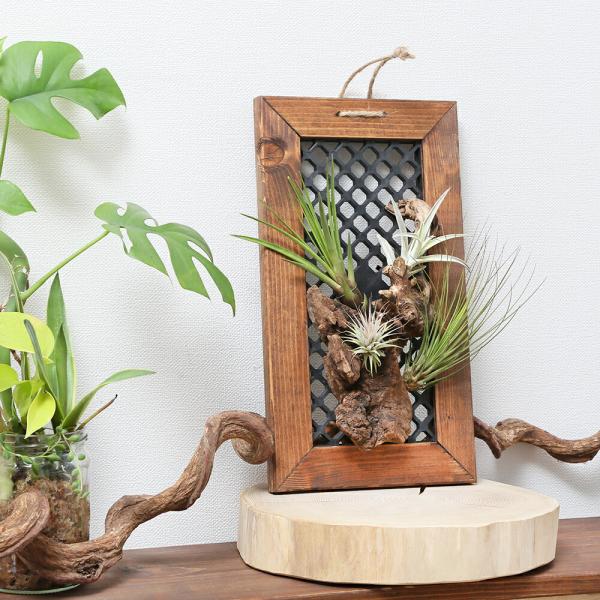 メーカー：用品+生体植物セット workshop　ワークショップキット　wstaikenkit　テラリウムガラス　テラリウムキット　ガーデニング　観葉植物　インテリア・雑貨　グリーン　説明書付　壁掛け　ハンギング　ハンギングボード　流木　エ...