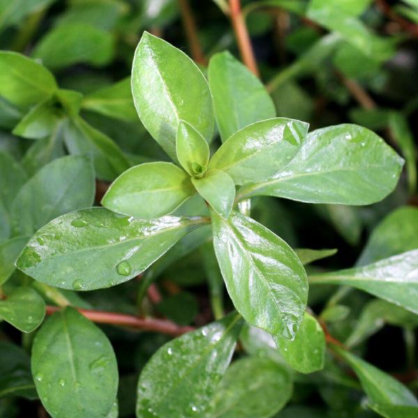 PF_SPQ　_aqua　Ludwigia　水草　後景草　赤い　all_plants　水草赤い　レッドルドウィジアはこちら　水上葉_ルドウィジア　wp_kywrd　betonam77　y22m01