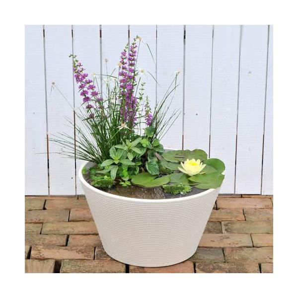 _aqua　sfset　_gardening　スイレン　睡蓮　栽培　育て方　ビオトープ　鉢　ガーデニング　水辺植物　スイレンと鉢のセット　はじめての睡蓮セット　温帯性　set_wmedaka　はじめての睡蓮栽培セット　メダカ付　starts...